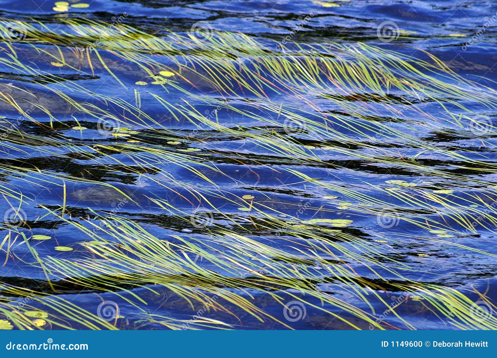 Water flowing over grass stock photo. Image of natural - 1149600