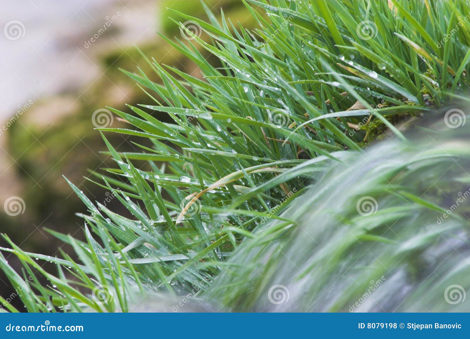 Water flowing over grass stock photo. Image of motion - 8079198