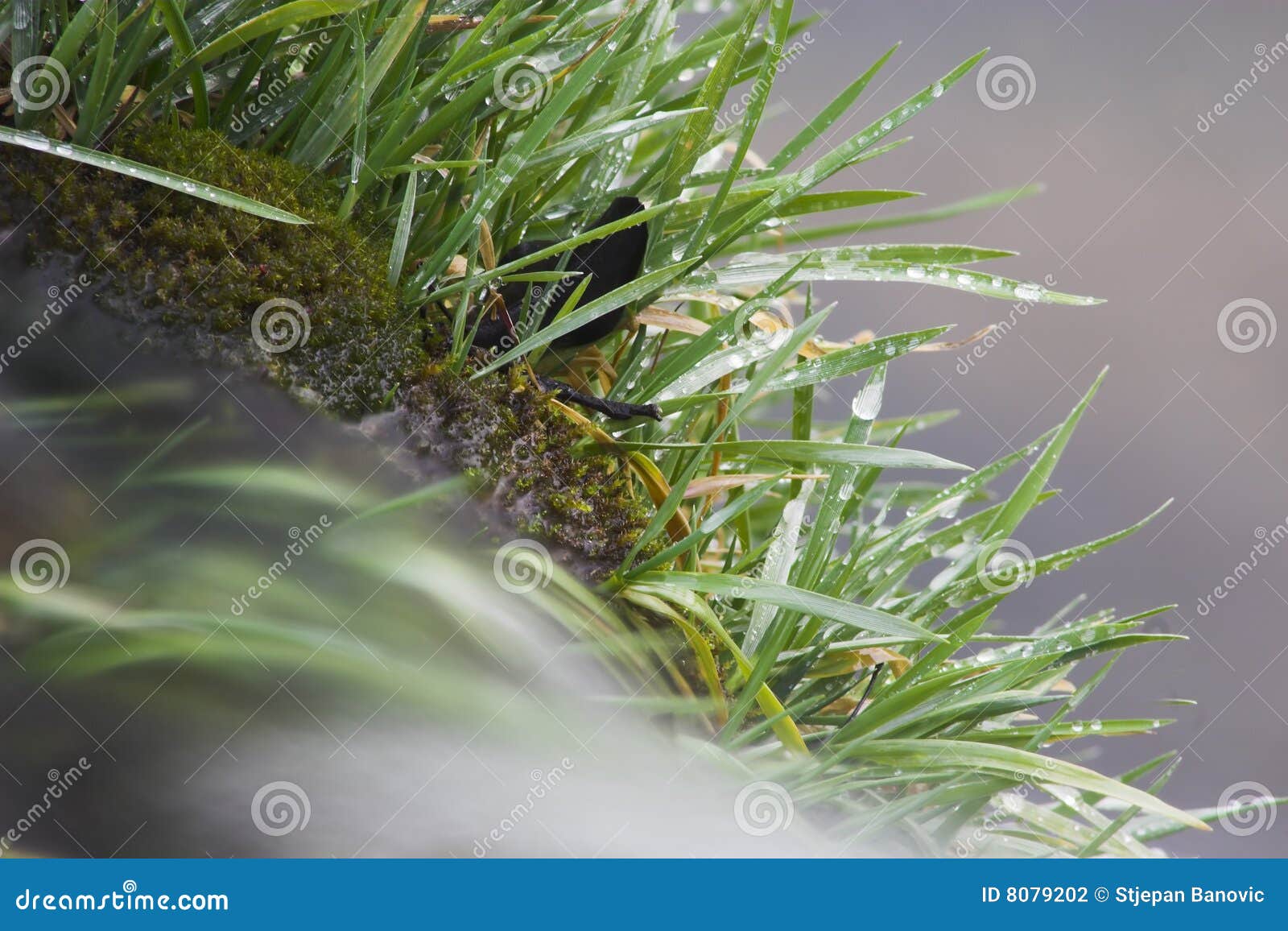 Water flowing over grass stock photo. Image of flows, greenery - 8079202