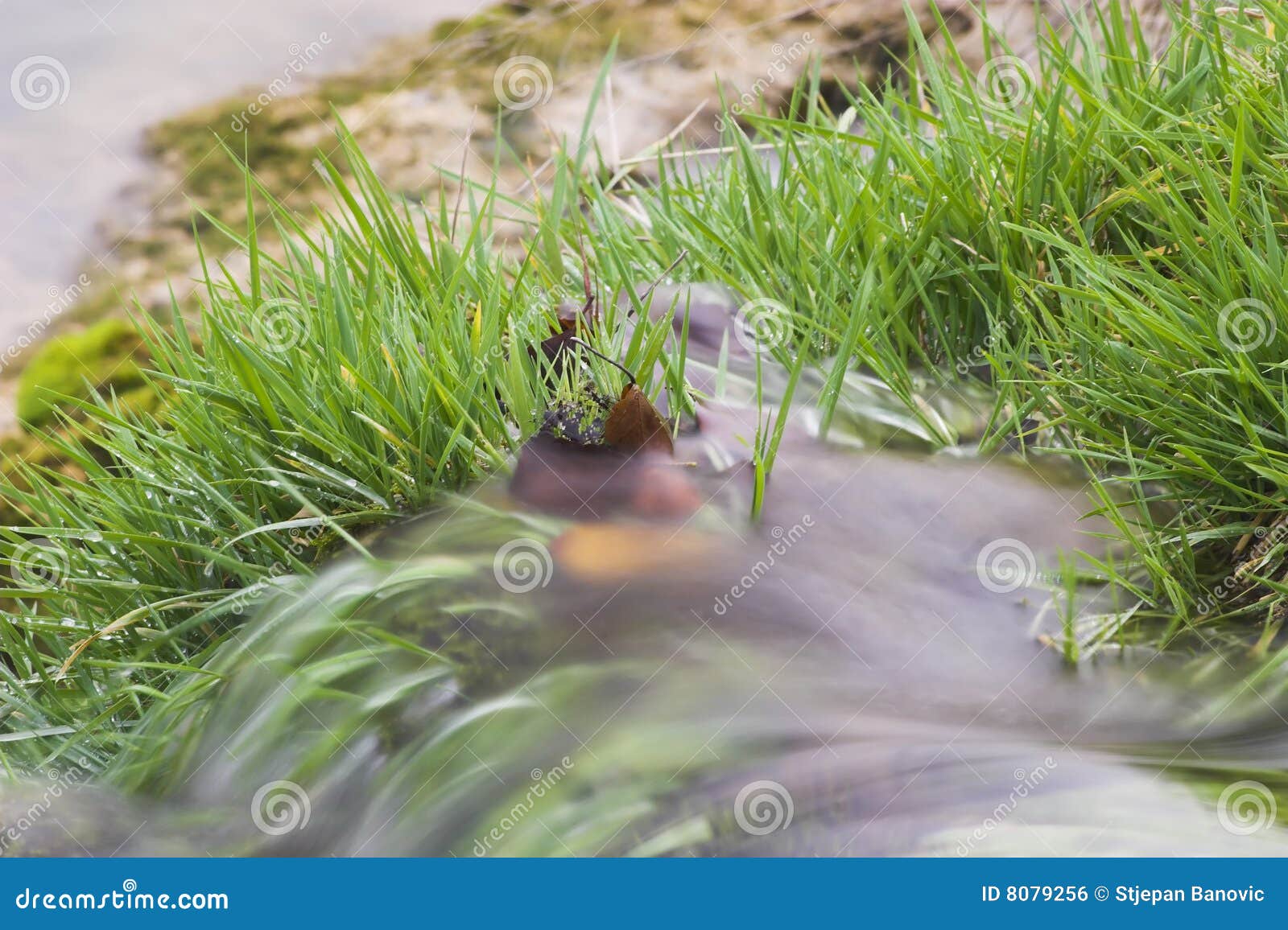 Water flowing over grass stock photo. Image of creek, stream - 8079256