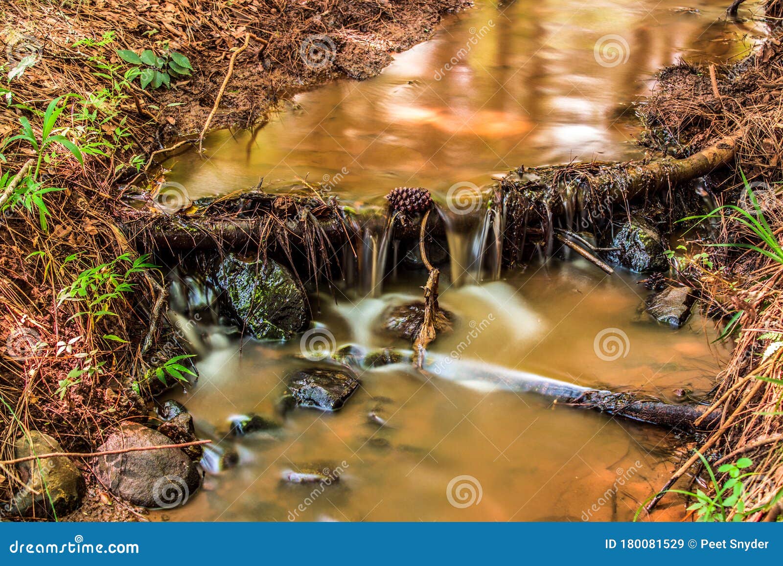 Water Flowing Over a Tree Root Stock Image - Image of tree, flowing ...