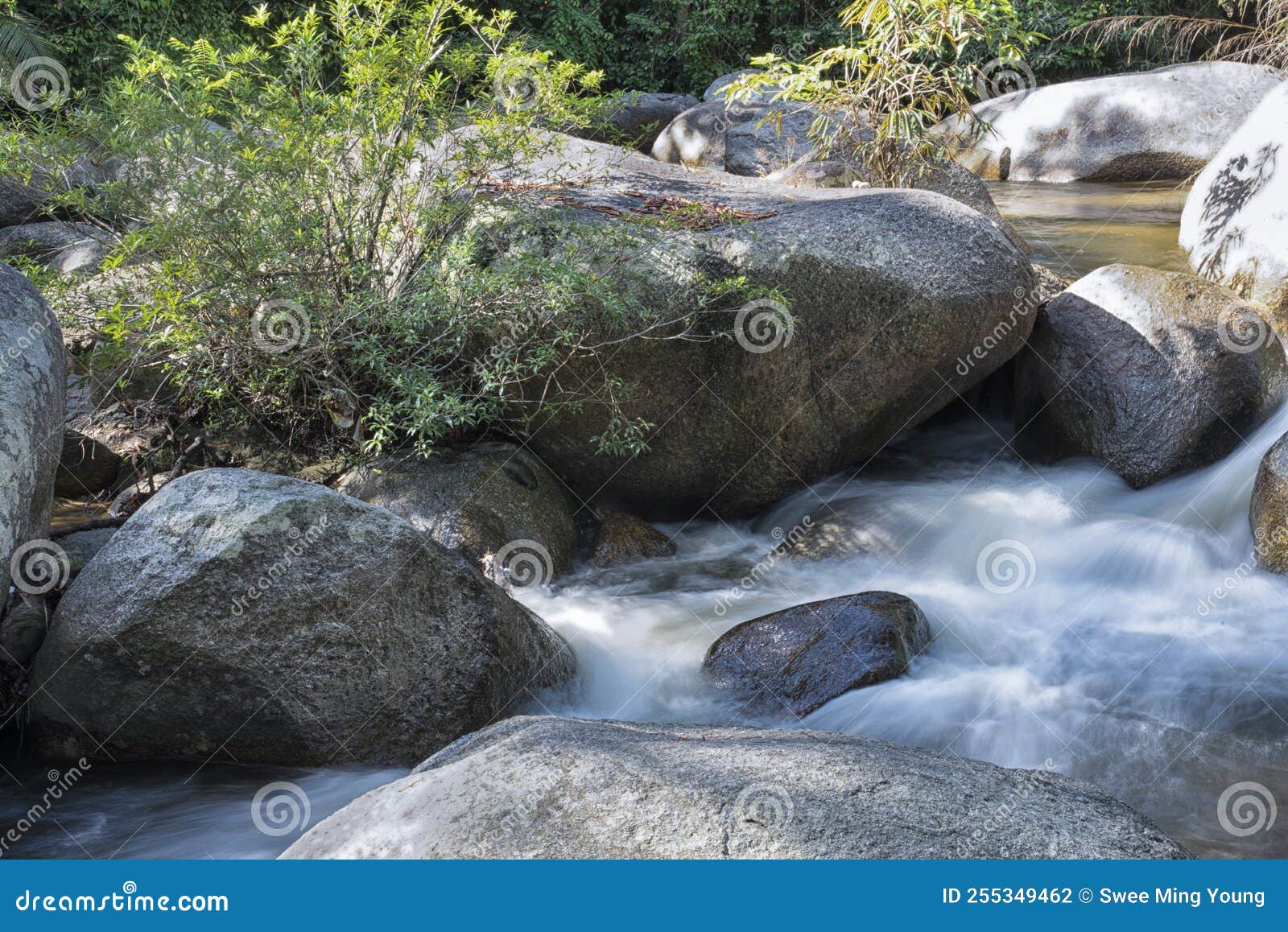 Water Flowing through the Rocky River Stream in the Forest. Stock Photo ...