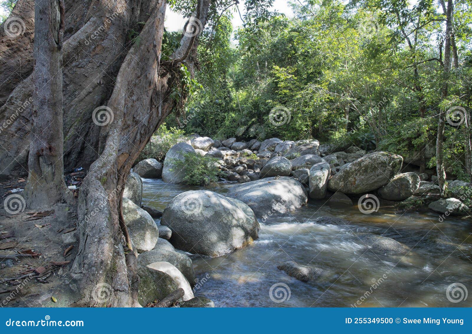 Water Flowing through the Rocky River Stream in the Forest. Stock Photo ...
