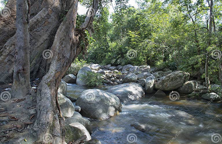 Water Flowing through the Rocky River Stream in the Forest. Stock Photo ...