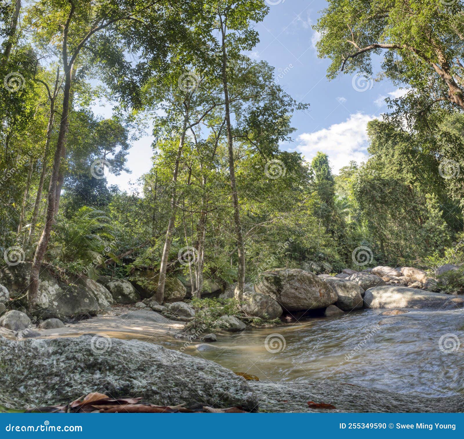 Water Flowing the Rocky River Stream in the Forest. Stock Photo - Image ...