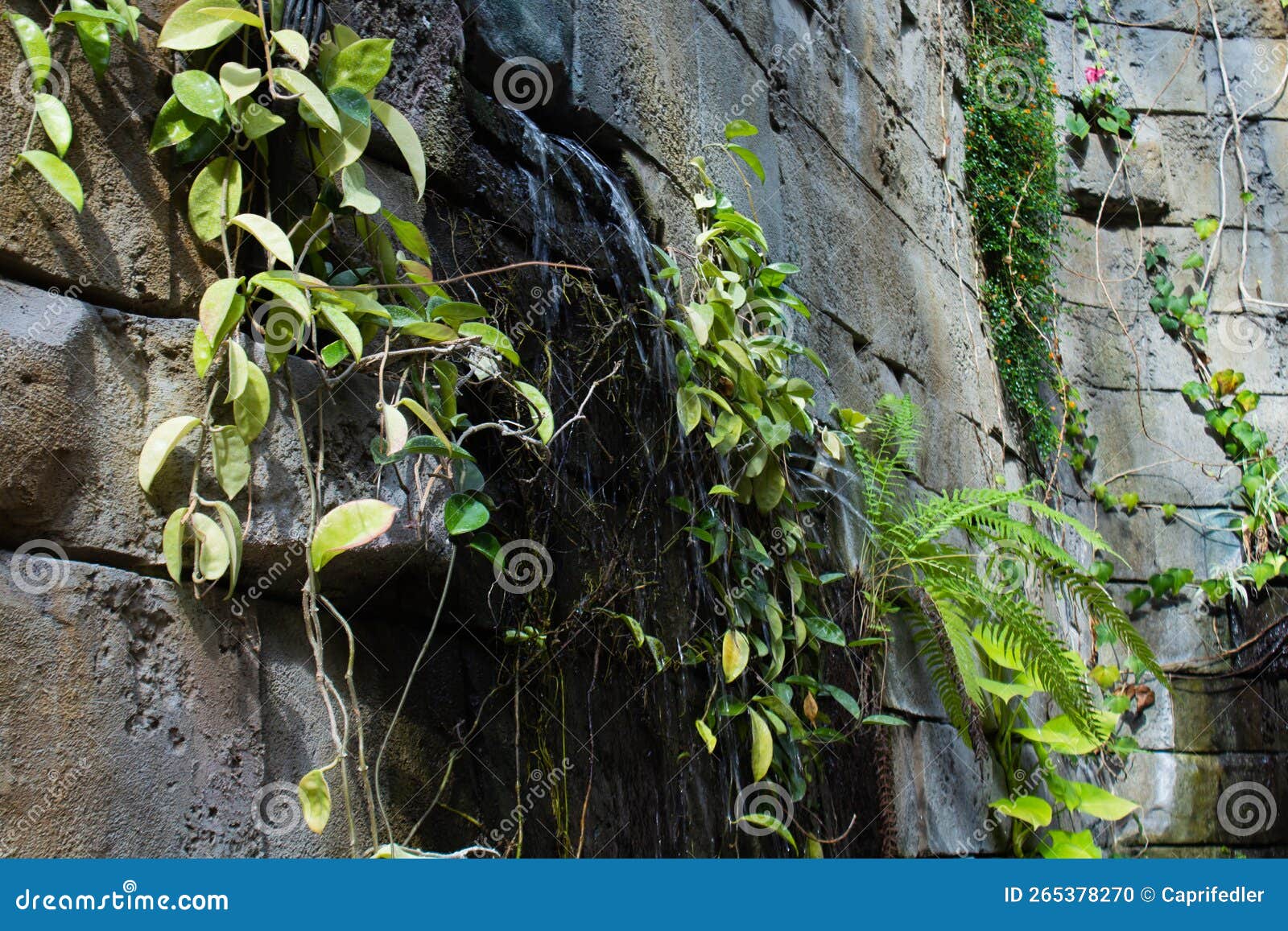 Water Flowing from a Stone Wall with Creeping Vines Around it Stock ...