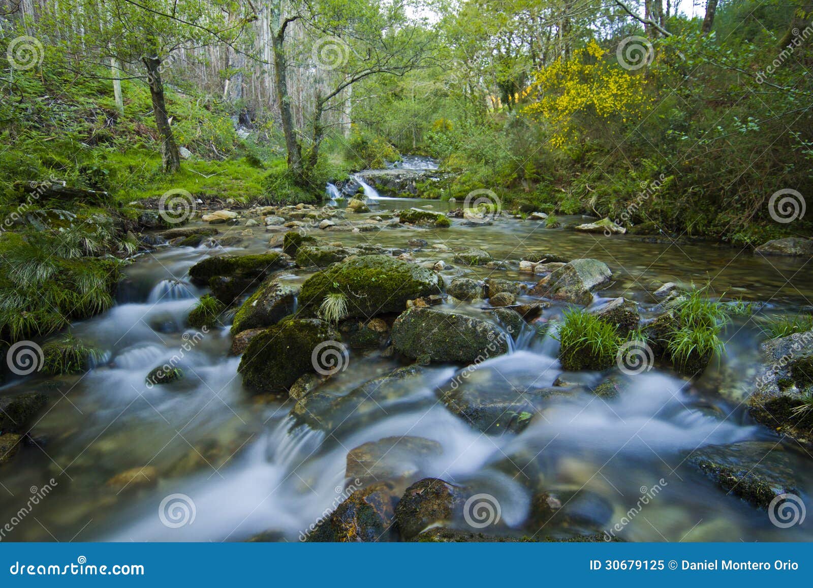 Water Flows Along a Mountain Stream in Galicia, Spain Stock Image ...