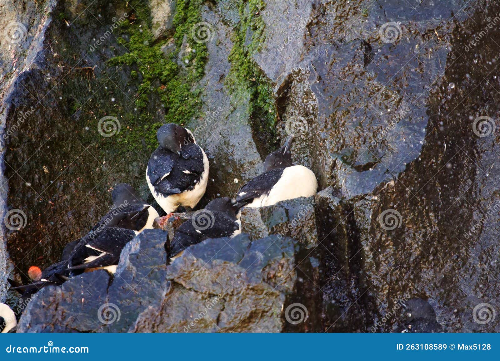 Water Flows Down the Rocks, Seabirds Stock Image - Image of animal ...