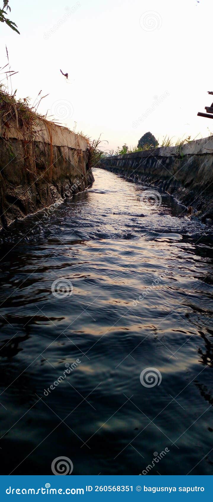 Water flows far stock image. Image of trunk, sunlight - 260568351
