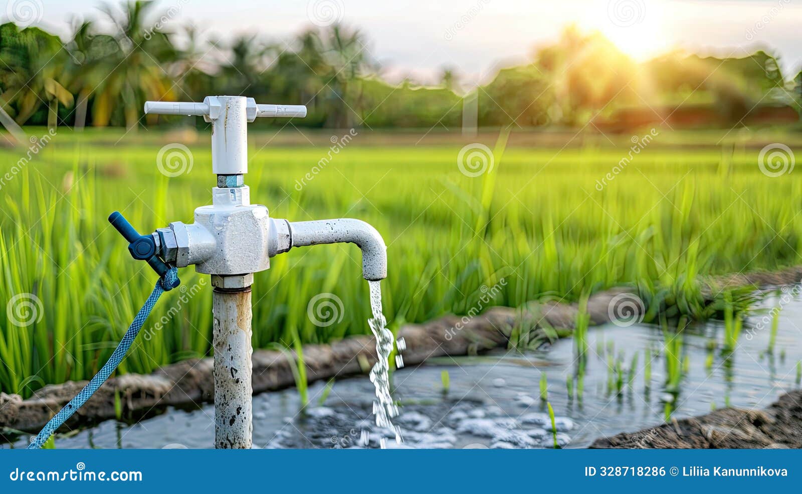 Water Flows from an Irrigation Tap into Vibrant Rice Fields, with the ...