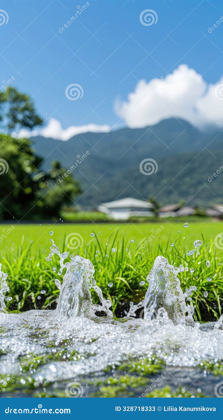 Water Flows from an Irrigation Tap into Vibrant Rice Fields, with the ...