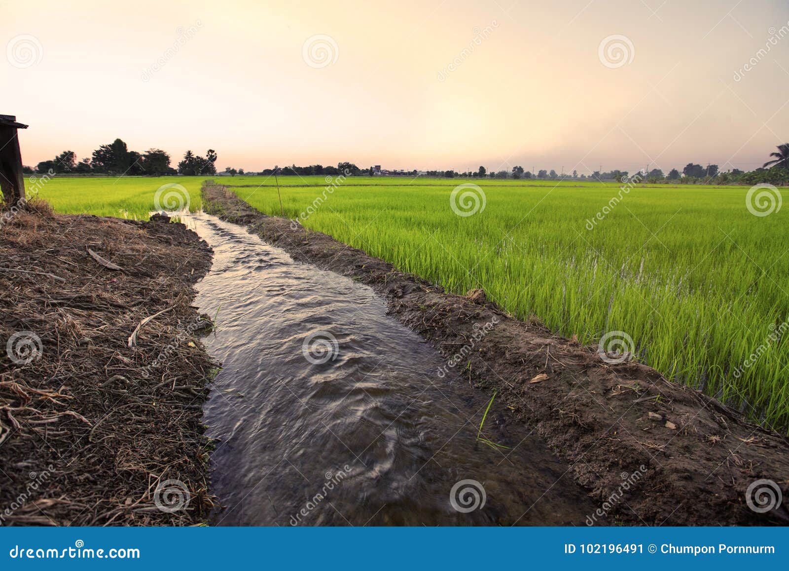 Water Flows into Rice Fields Stock Image - Image of farm, blue: 102196491