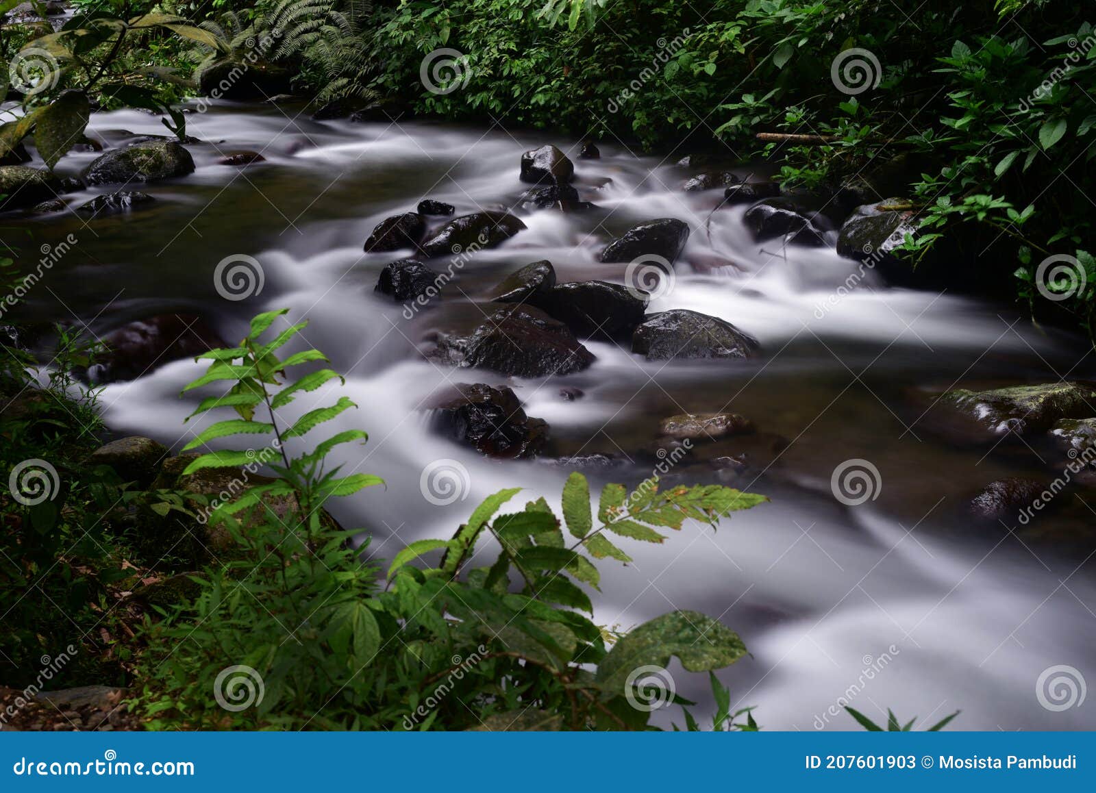 Water Flows in Slow Speed Mode Stock Image - Image of water, forest ...