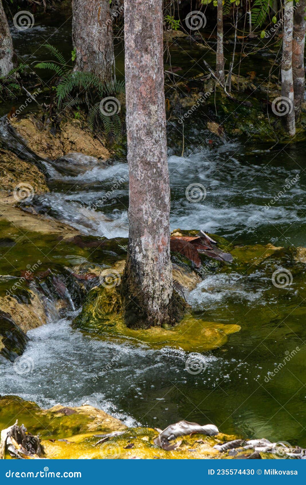 Water Flows through Tropical Rainforest Stock Photo - Image of krabi ...