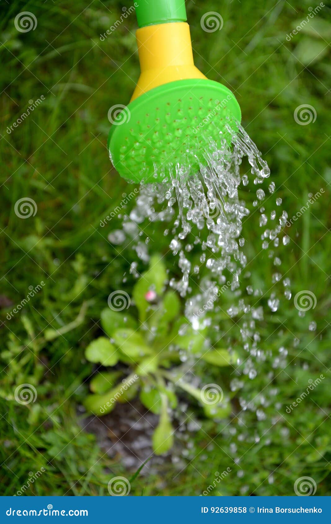 Water Flows from a Watering Can on a Daisy Stock Photo - Image of color ...