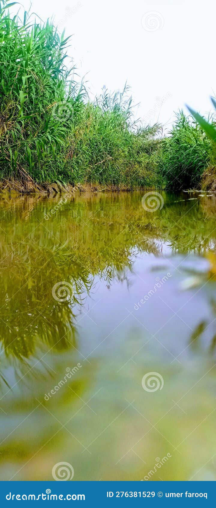 Water Floww Stream Water Beauty Plant Stock Image - Image of stream ...