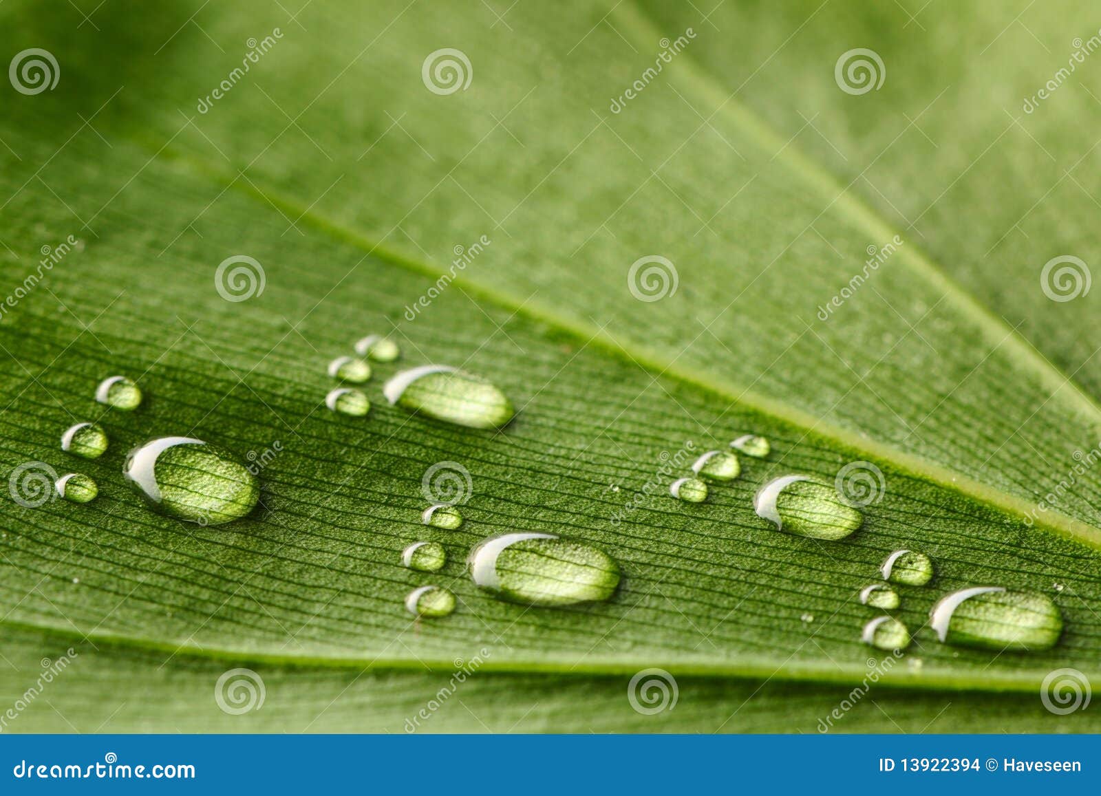 Water footprints on leaf stock photo. Image of flora - 13922394