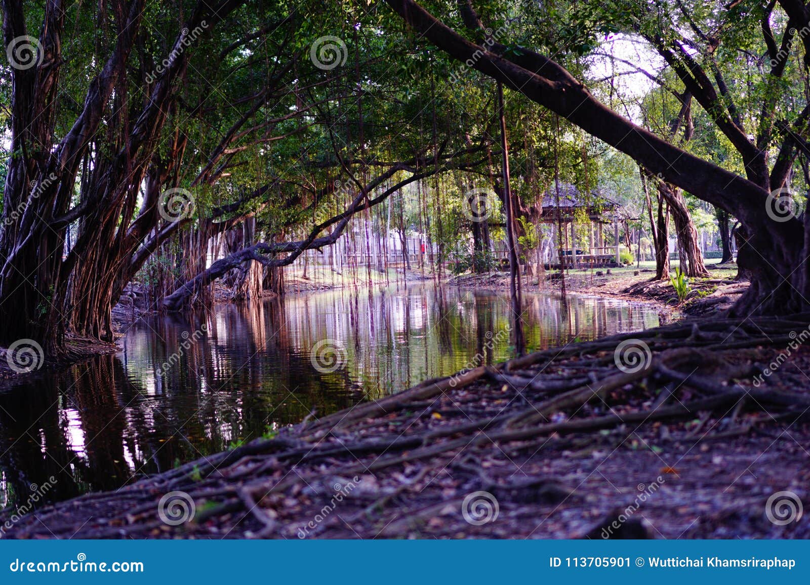 Water&Forest image stock. Image du nature, forêt, arbre - 113705901