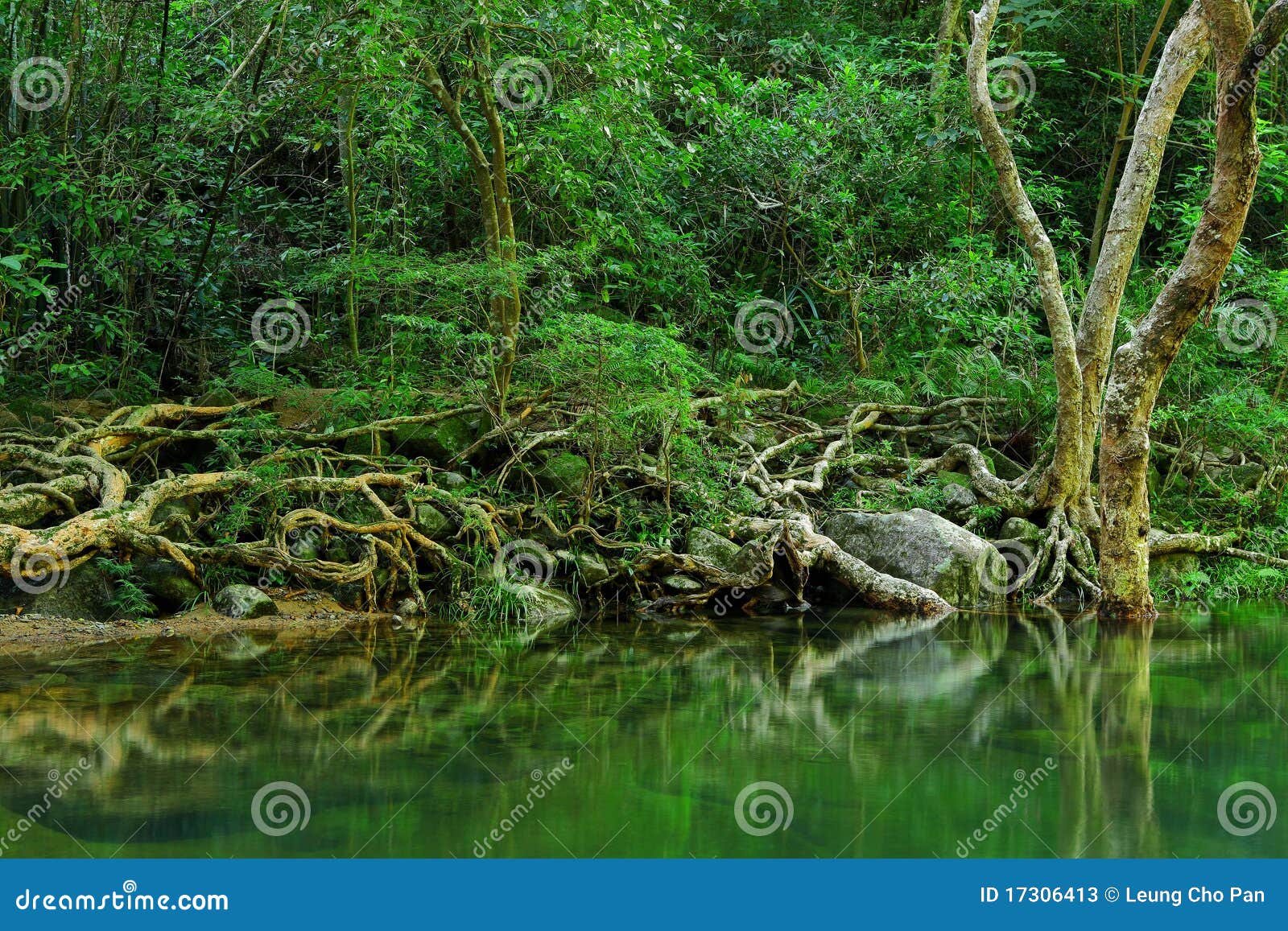 Water in forest stock image. Image of light, park, jungle - 17306413