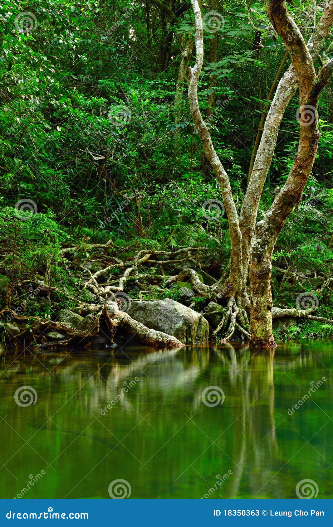 Water in forest stock image. Image of leaf, healthy, grass - 18350363