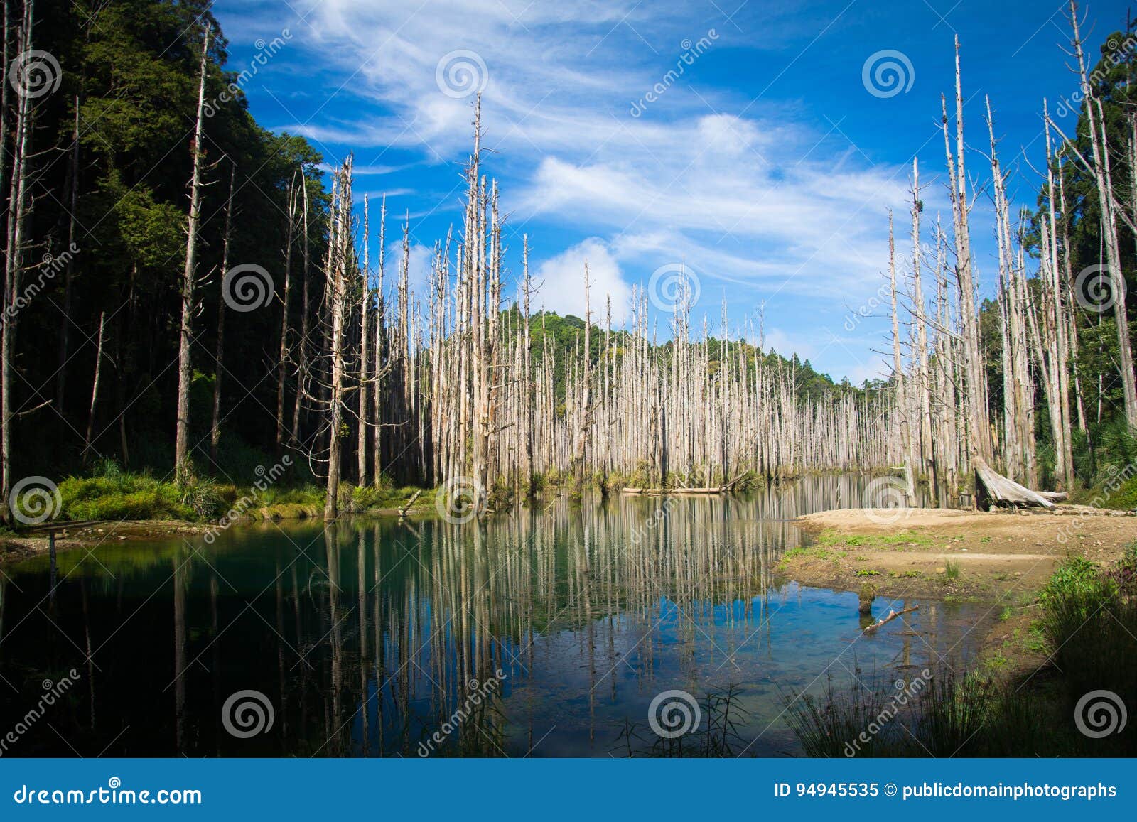 Water In Forest Picture. Image: 94945535
