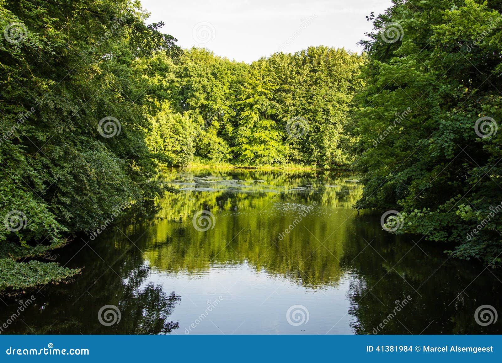 Water in forest stock photo. Image of zomer, forest, still - 41381984