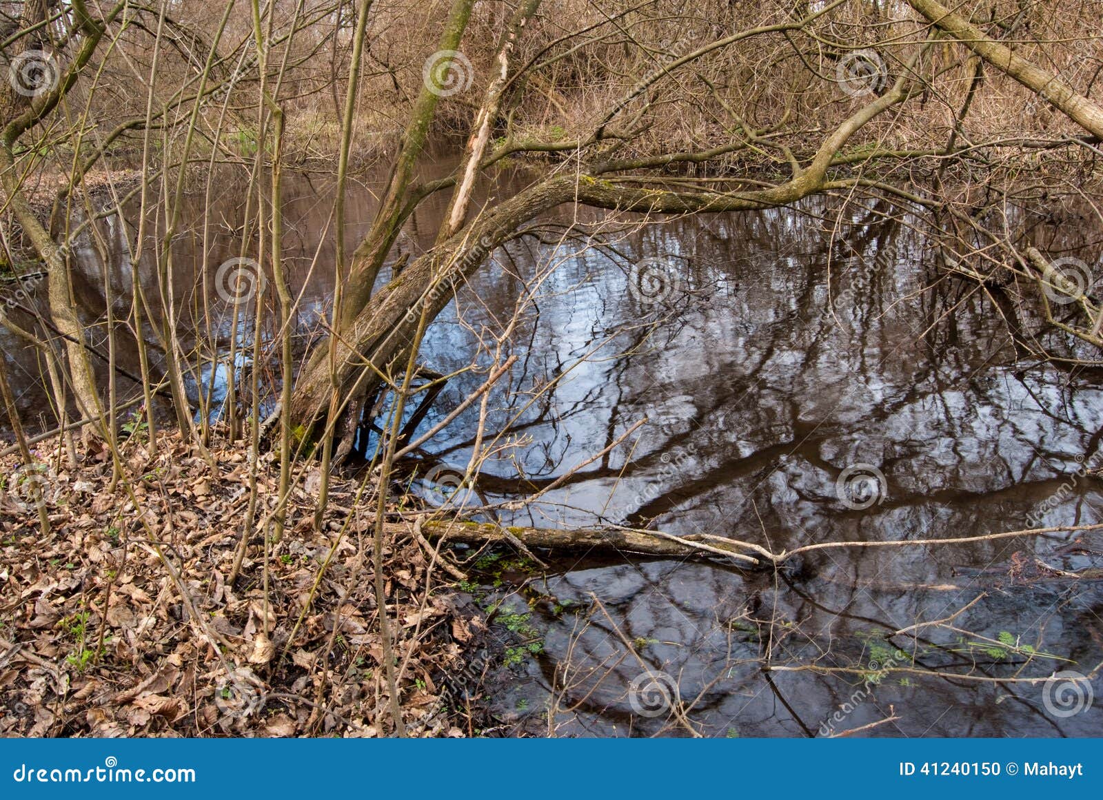 Water Forest Mirror Pattern Stock Photo - Image of mirror, beauty: 41240150