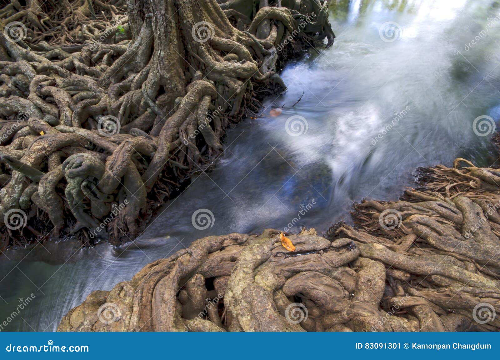 Water Forest Roots Waterfall Tree Stock Image - Image of rootsthrough ...