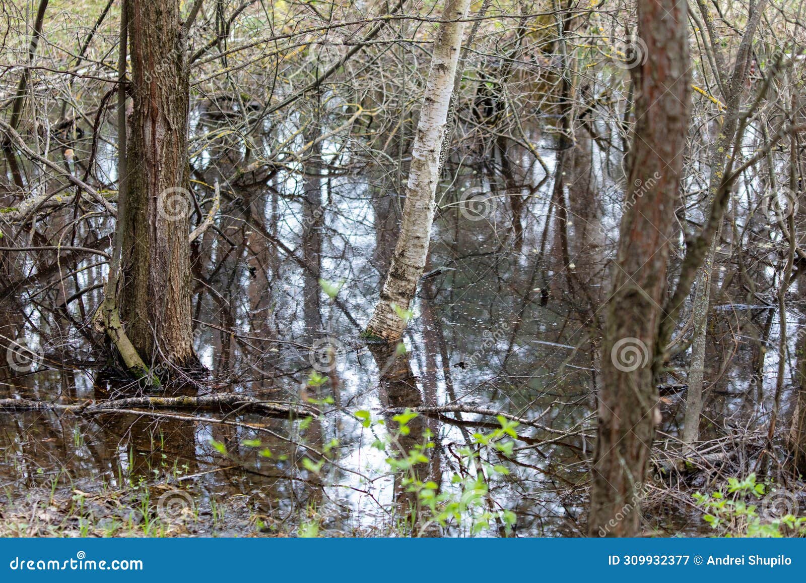 Water in the Forest in Spring. Swamp Stock Image - Image of summer ...