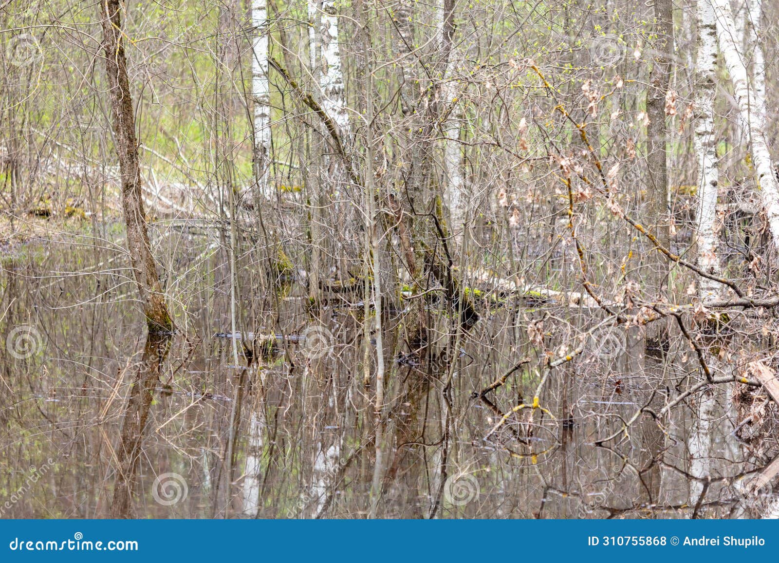 Water in the Forest in Spring. Swamp Stock Photo - Image of flower ...