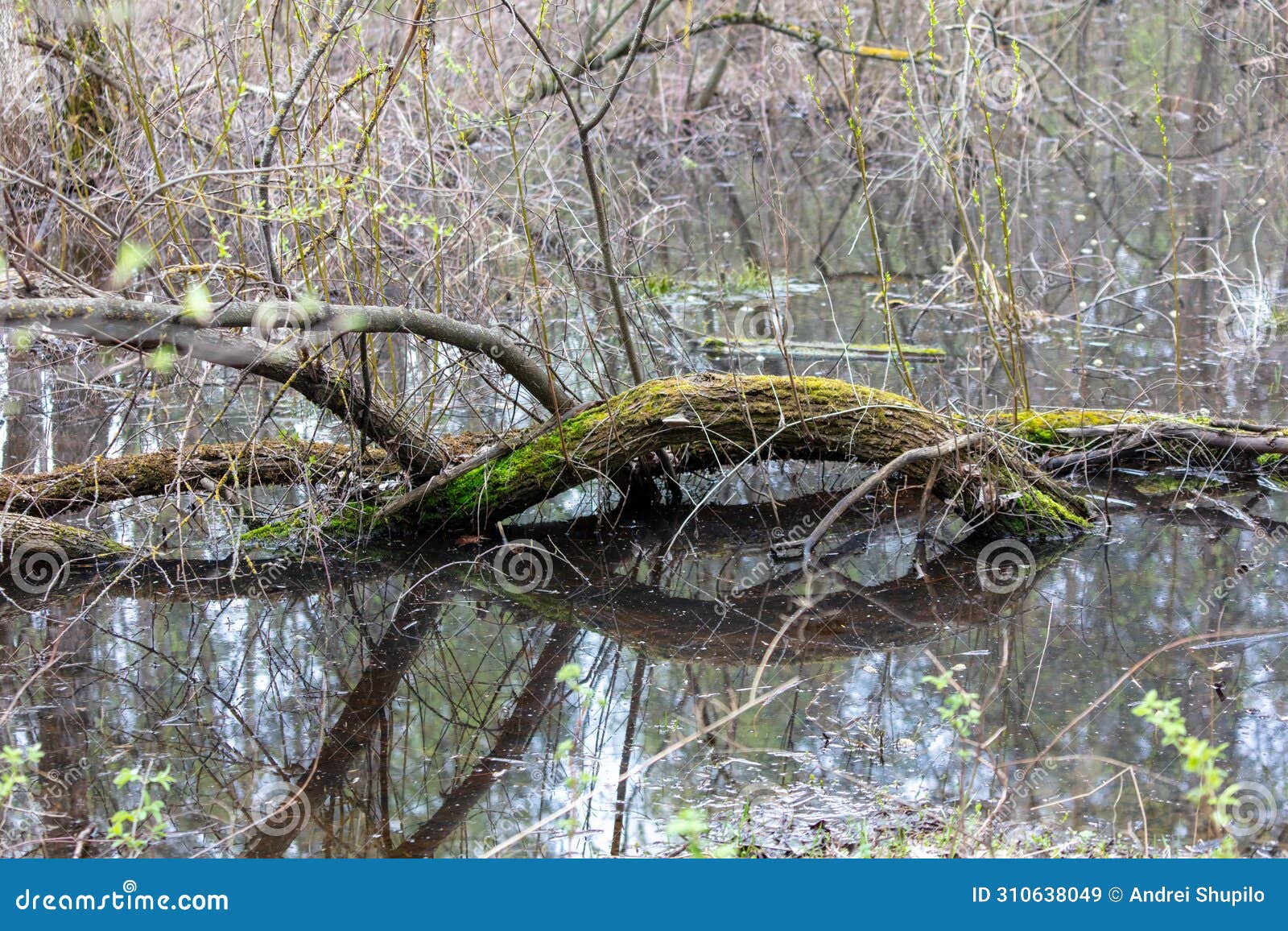 Water in the Forest in Spring. Swamp Stock Image - Image of environment ...