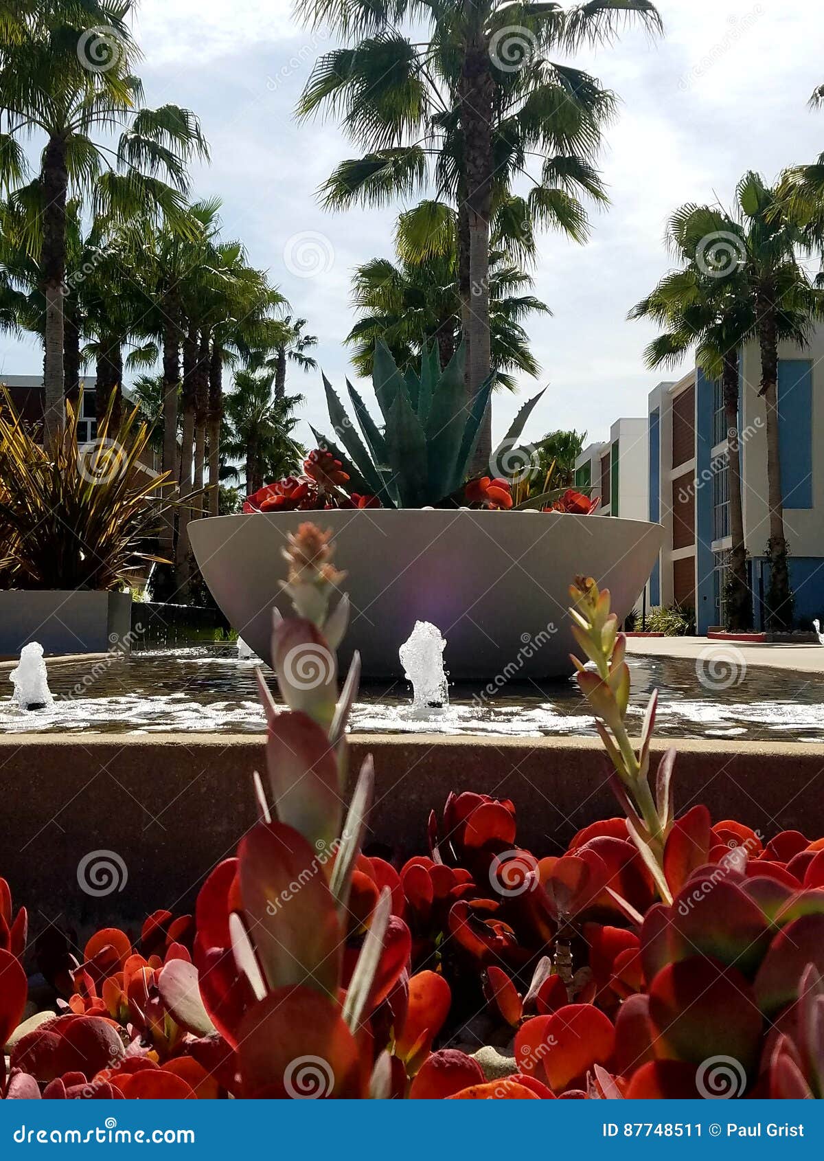 Water Fountain with Palm Trees and Plants Editorial Photo - Image of ...