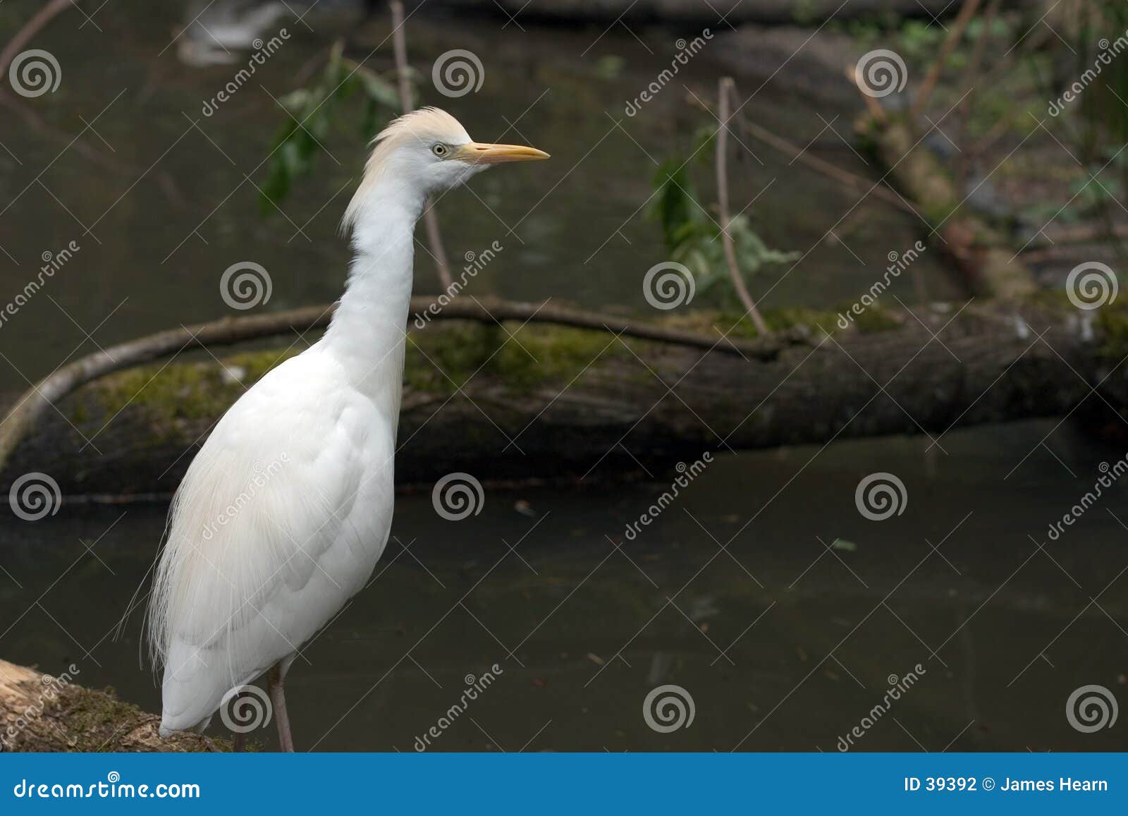 Water Fowl stock photo. Image of feather, feed, ibis, white - 39392