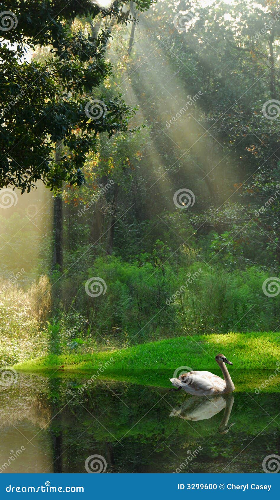 27,882 Water Fowl Pond Stock Photos - Free & Royalty-Free Stock Photos ...