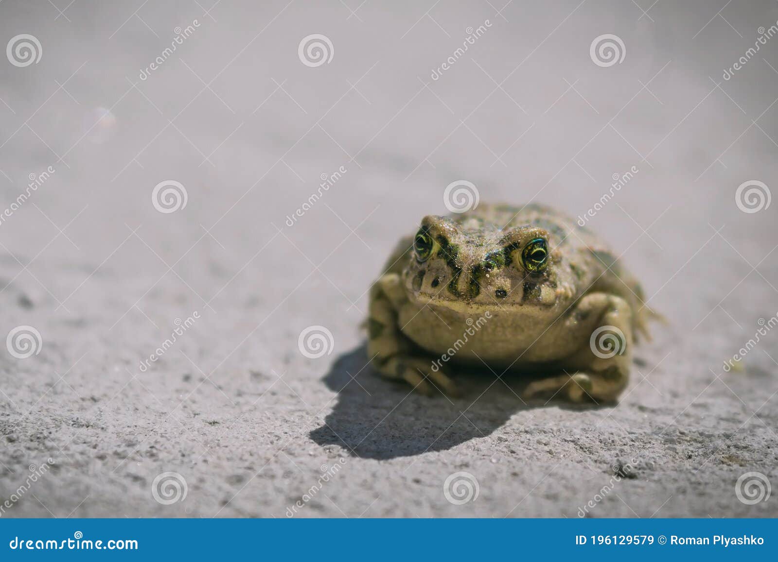 Water Frog. Frog on the Sand Stock Image - Image of round, light: 196129579