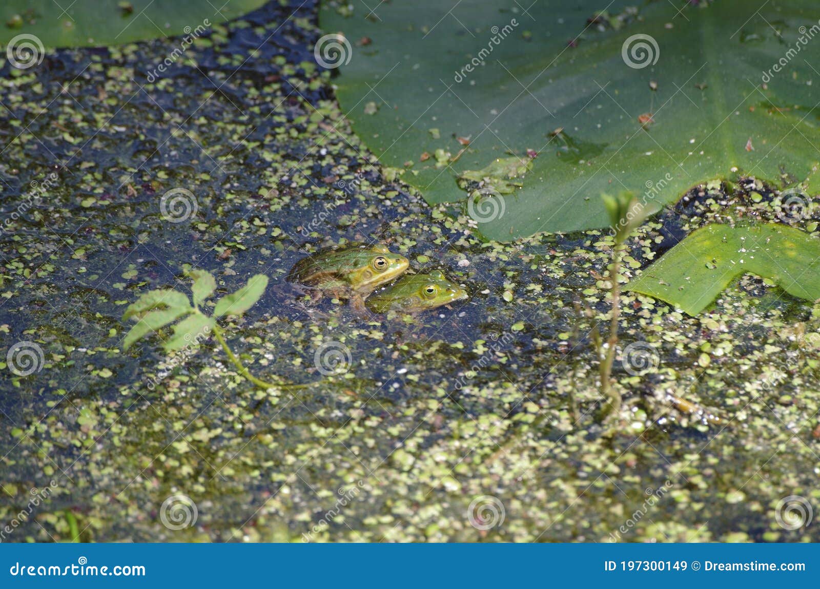 Water Frogs during Mating Season Stock Image - Image of water, frogs ...