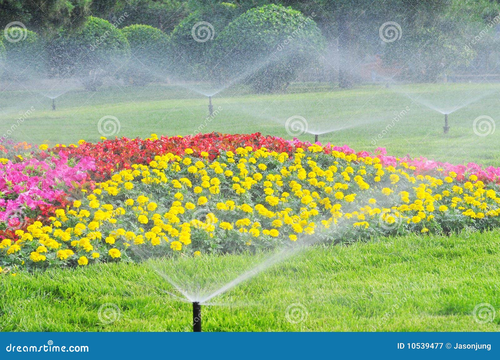 Water the garden stock image. Image of outdoor, water - 10539477
