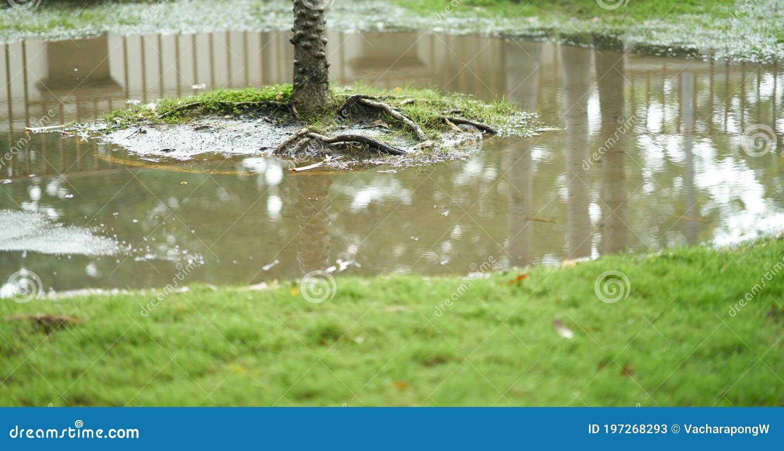 Water in Garden Around Tree Root Stock Image - Image of copy, light ...