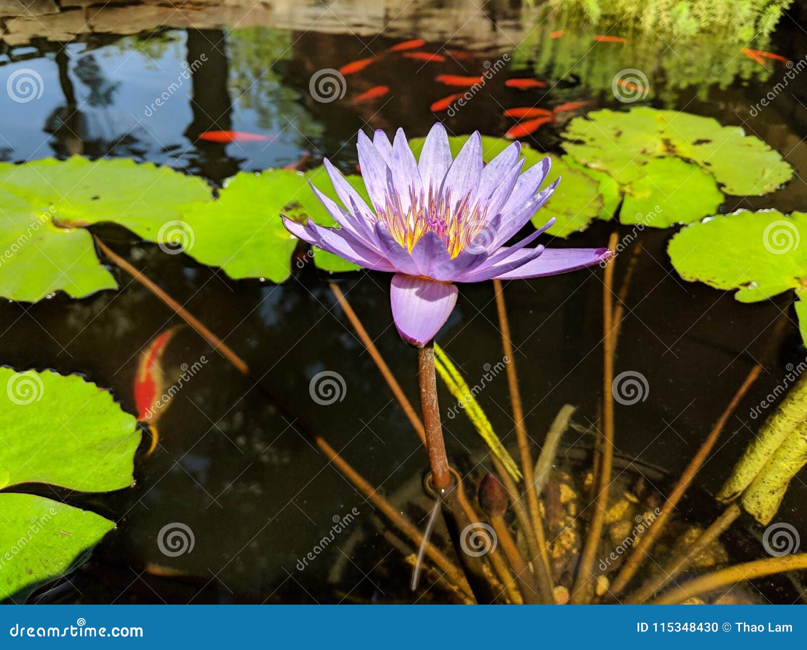 Water Garden and Pond with Purple Lilly Plants Fish Stock Photo - Image ...