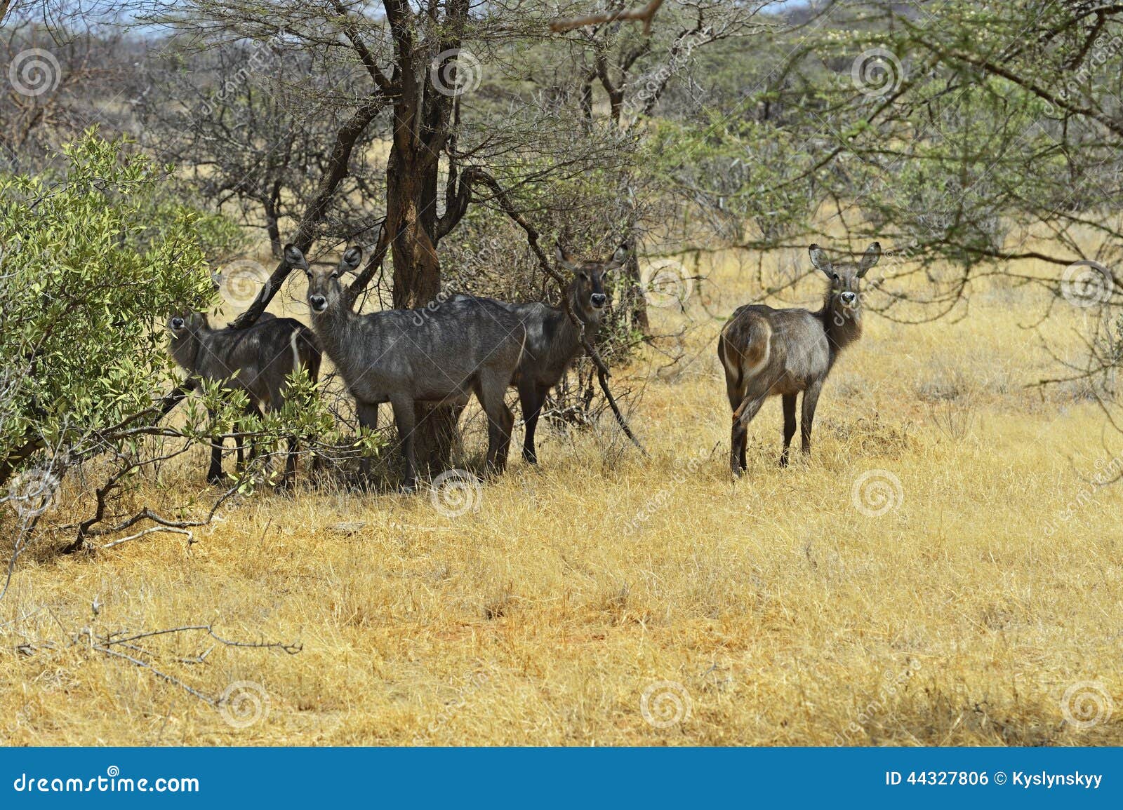 Water goat stock photo. Image of parks, goat, ungulates - 44327806
