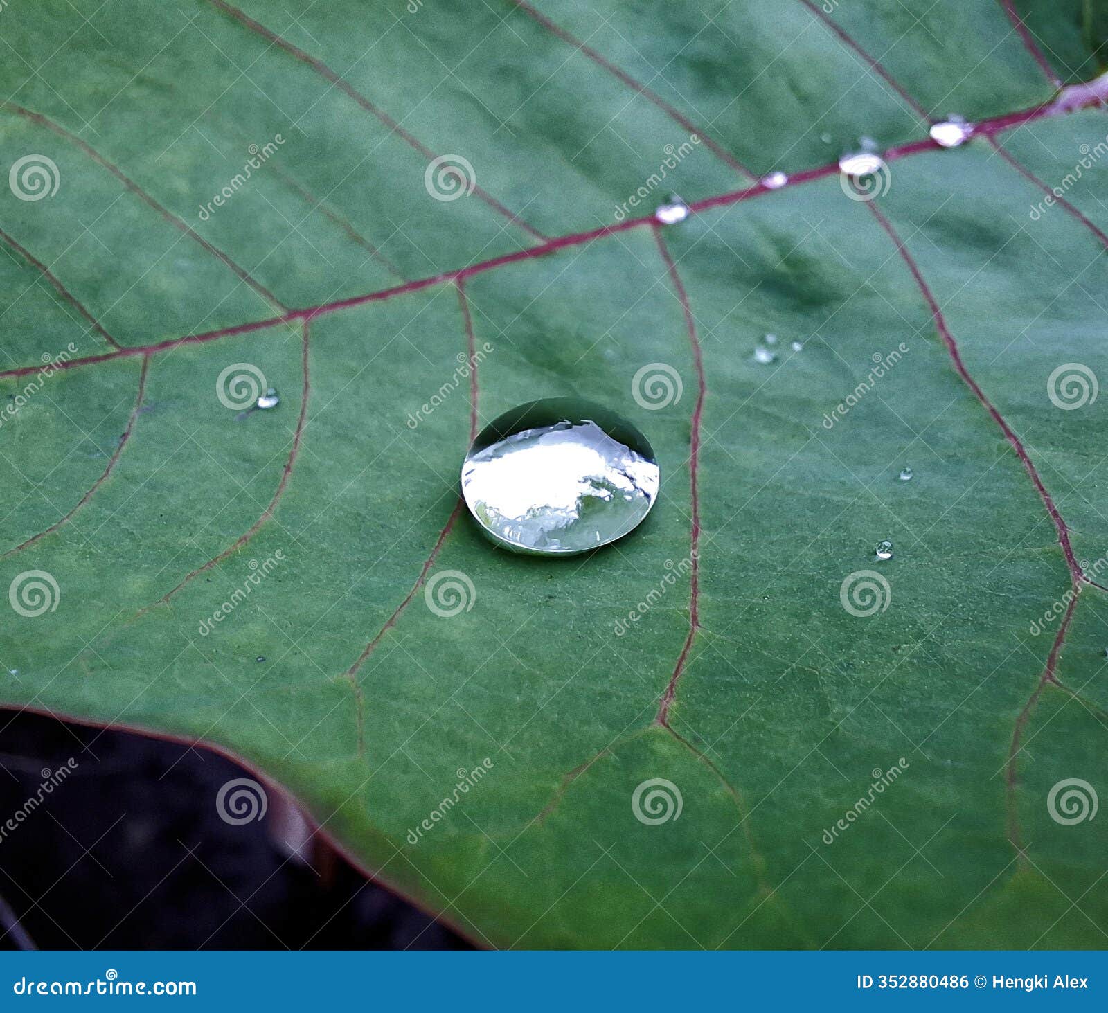 Water grains on the leaf stock photo. Image of water - 352880486