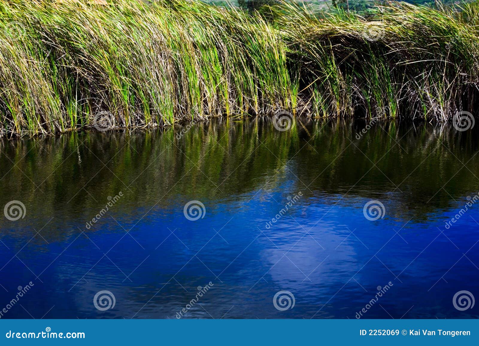 Water Grass 02 stock image. Image of landscape, wind, marsh - 2252069