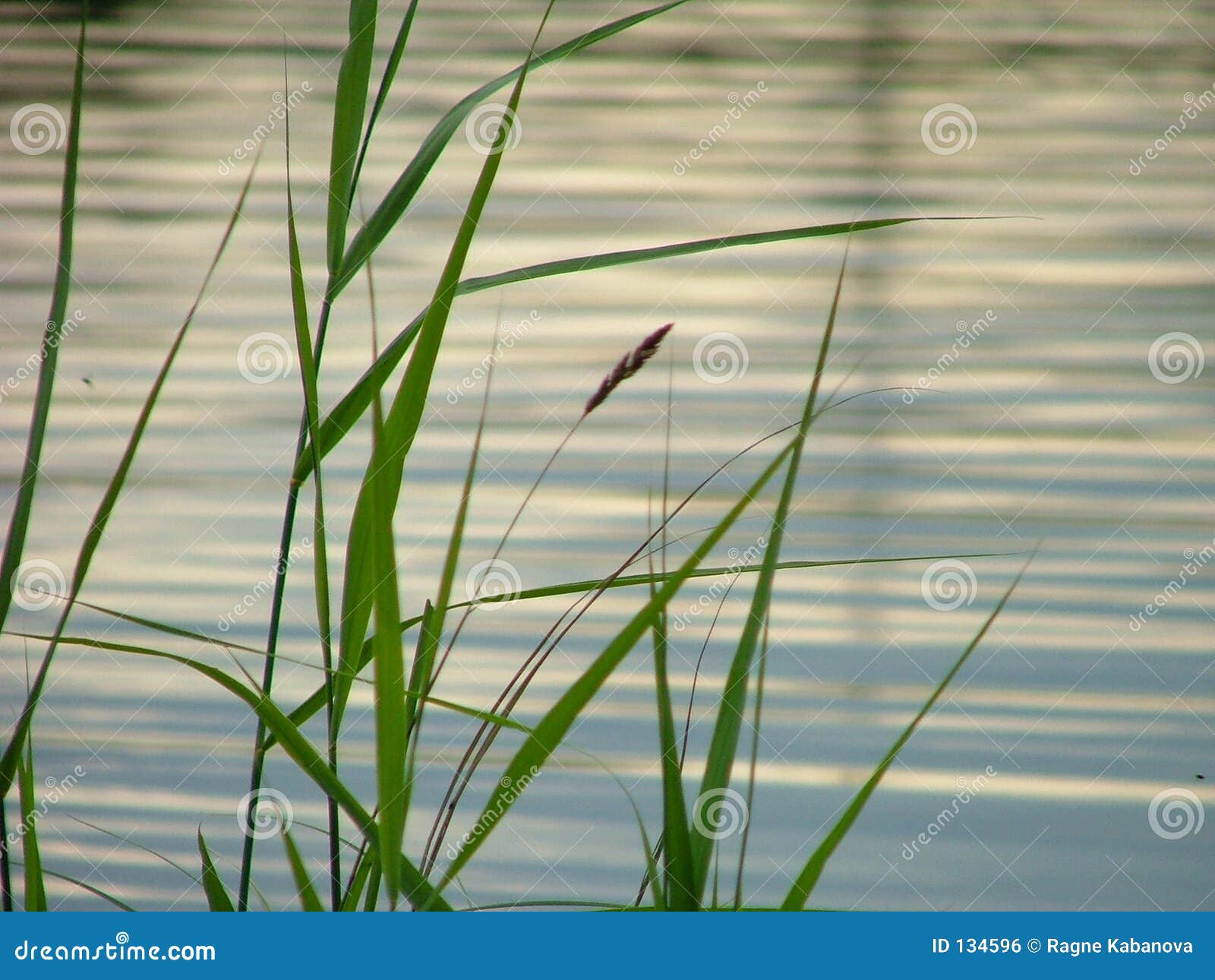 Water & grass stock photo. Image of gramineous, flower - 134596