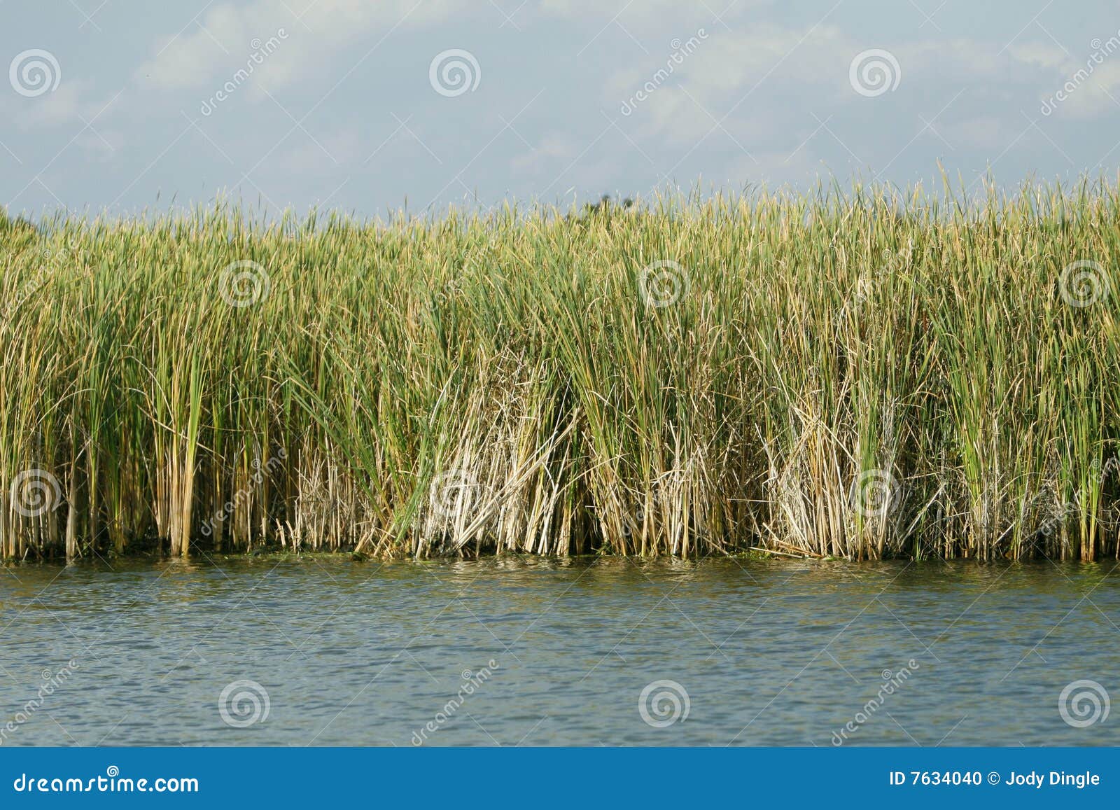 Water Grass stock photo. Image of lawn, wild, green, seed - 7634040