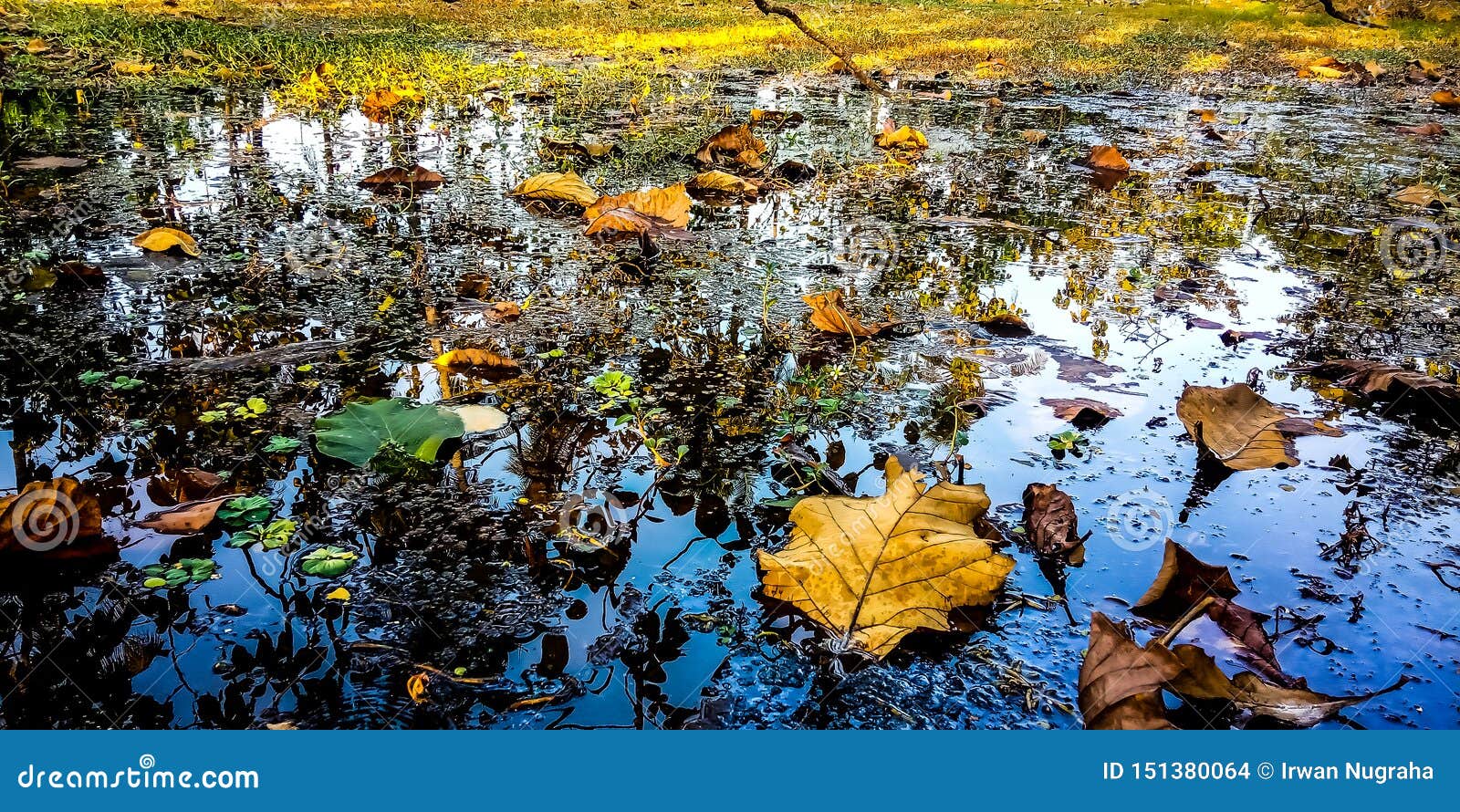 Water, grass and leaves stock photo. Image of forest - 151380064