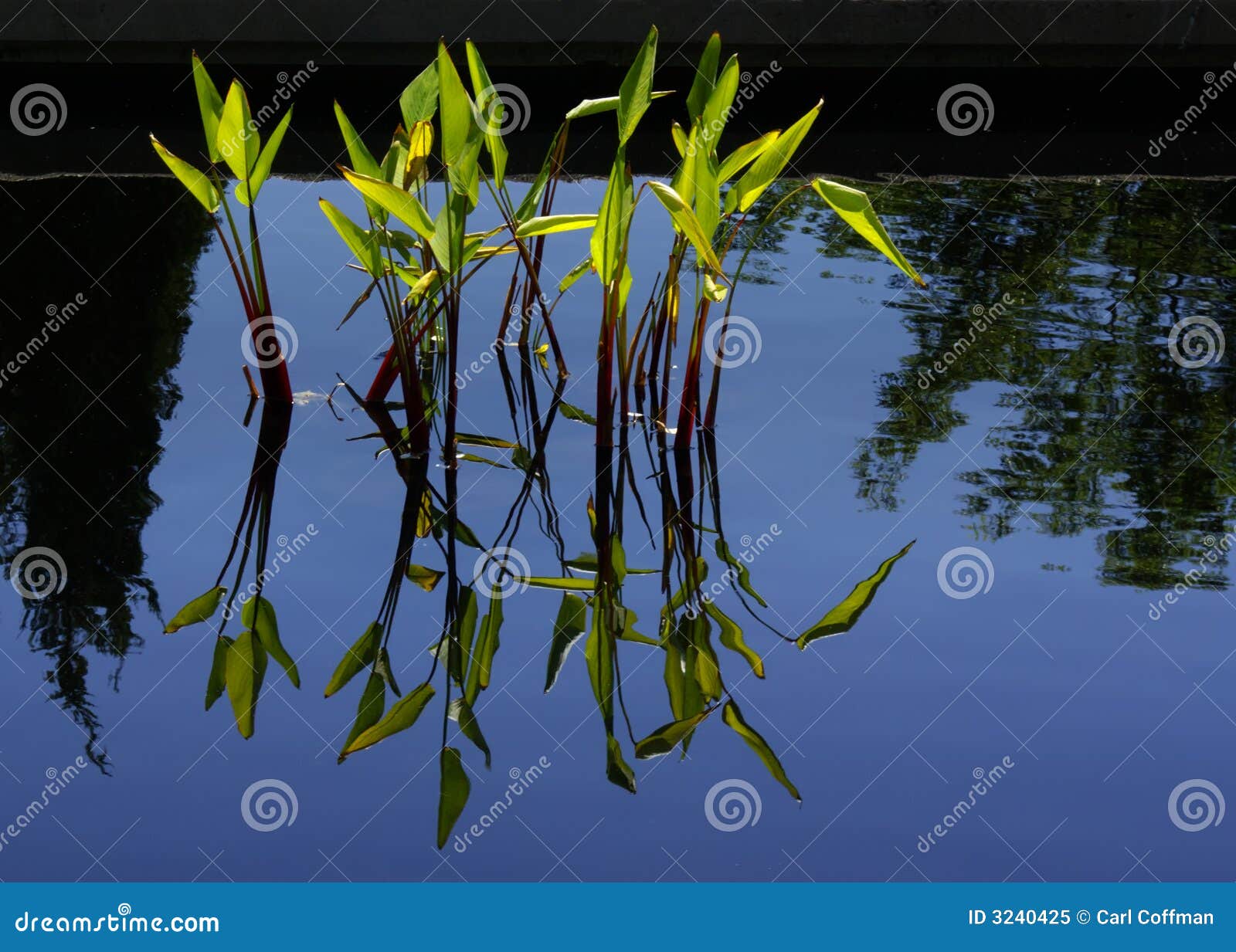 Water Grasses A Picture. Image: 3240425