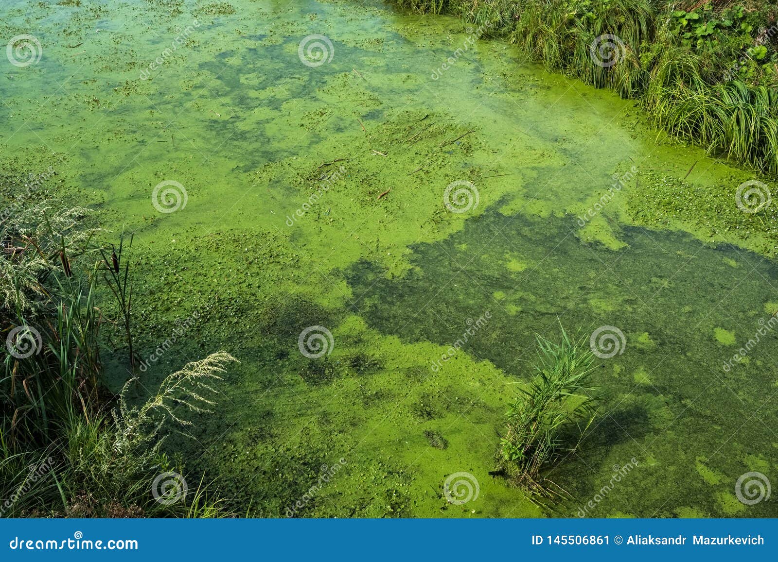 Water with green algae stock image. Image of scene, ecology - 145506861