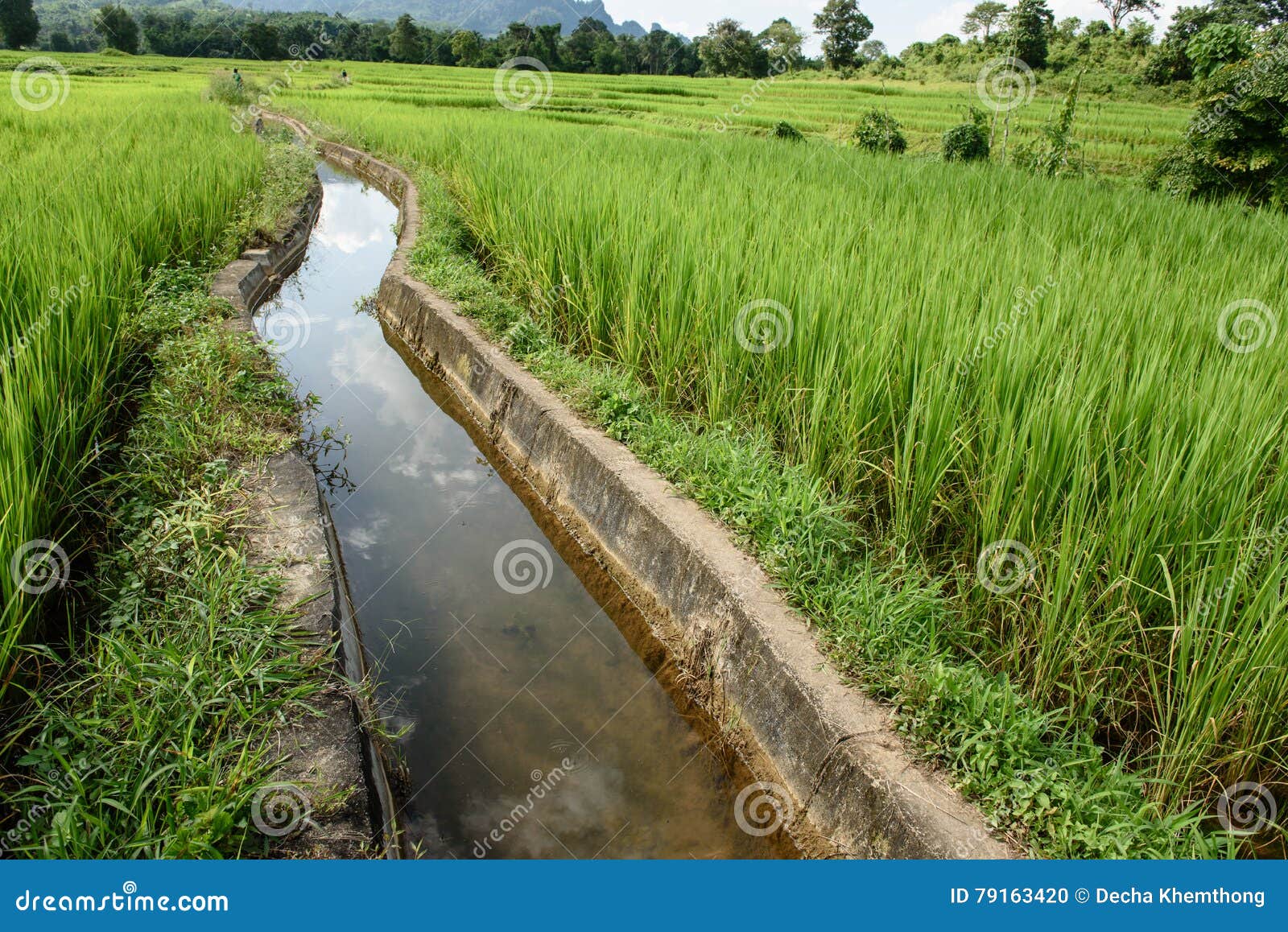 Water in green field stock photo. Image of crop, meadow - 79163420