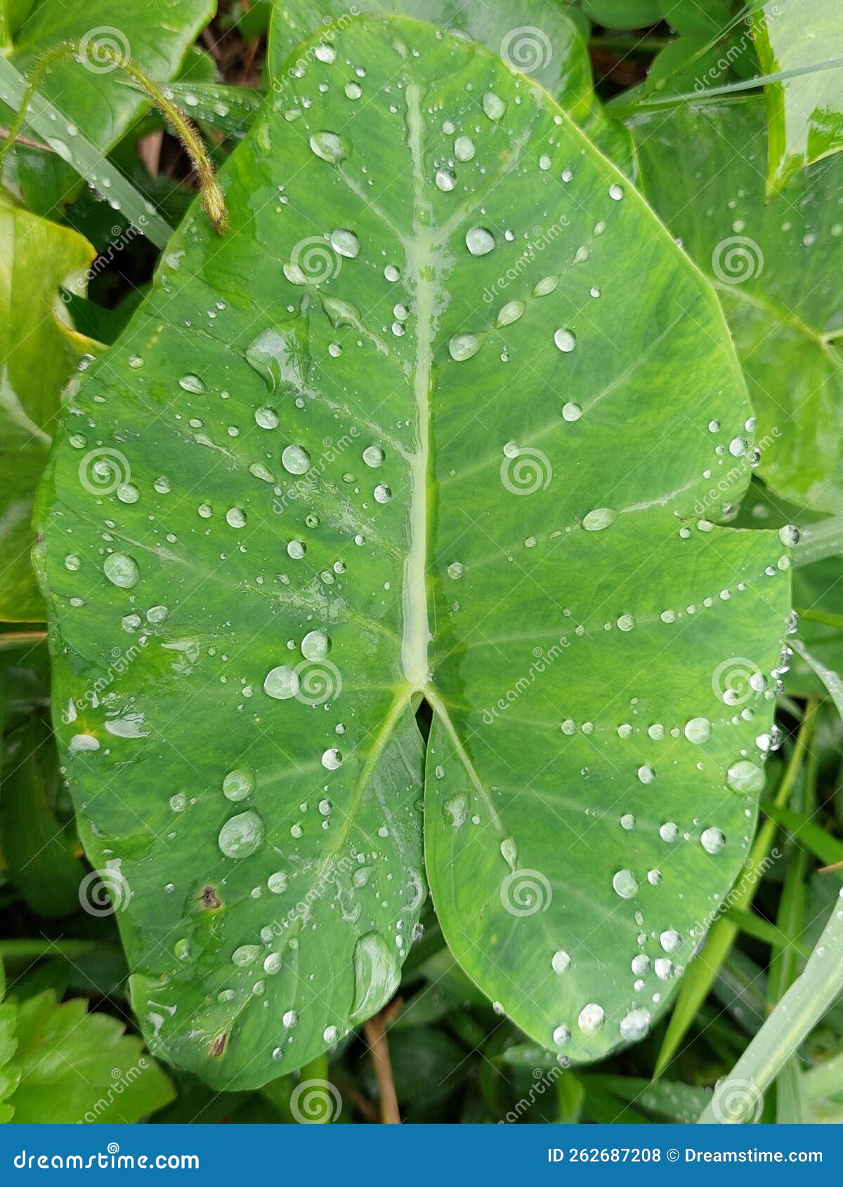 Water Green Leaf Taro Weat Nature Stock Photo - Image of water, shrub ...