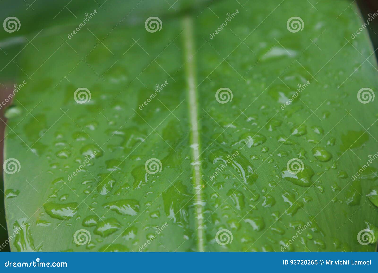 Water on green leaves. stock image. Image of natural - 93720265